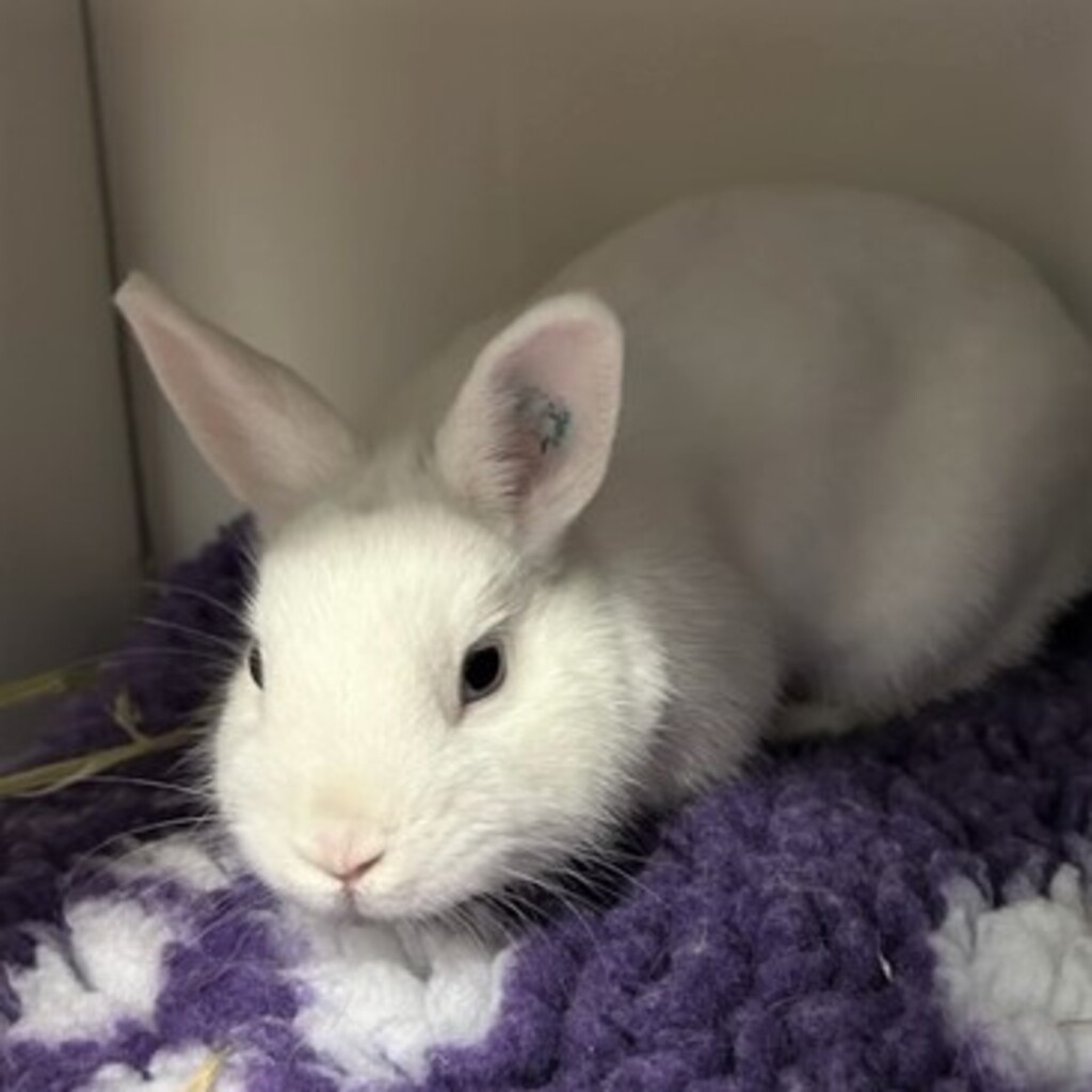 Beyaz - Female Netherland Dwarf Mix Rabbit in VIC - PetRescue