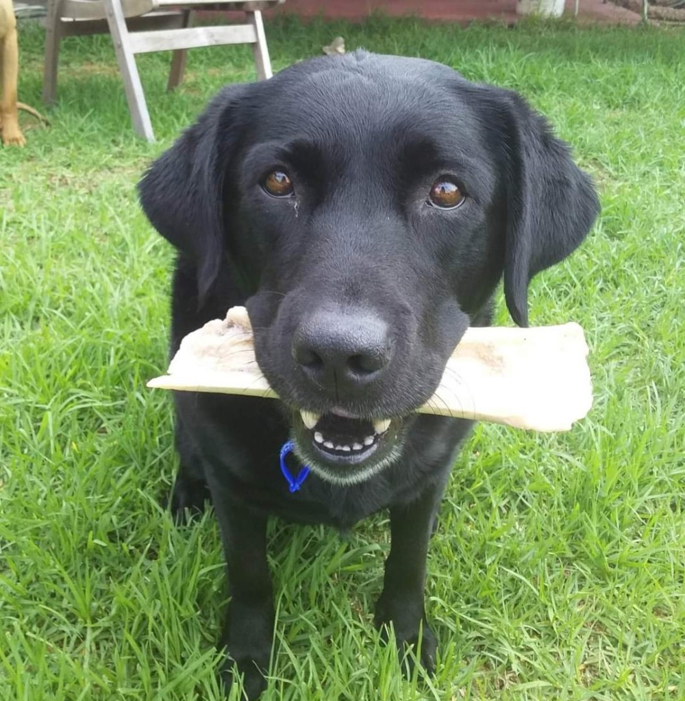 Willow - Medium Female Labrador Mix Dog in WA - PetRescue