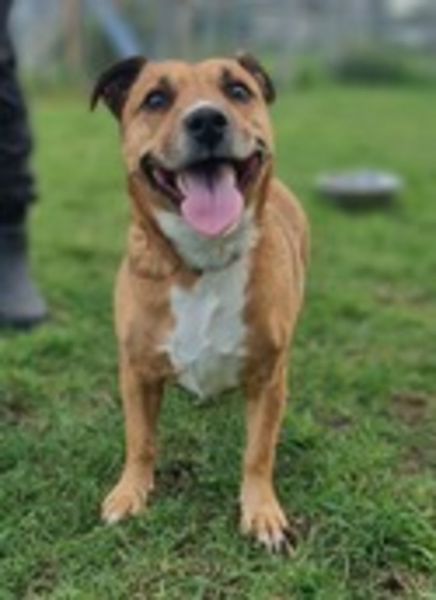 Gladys (40253) - Small Female Jack Russell Terrier x Staffy Dog in VIC ...