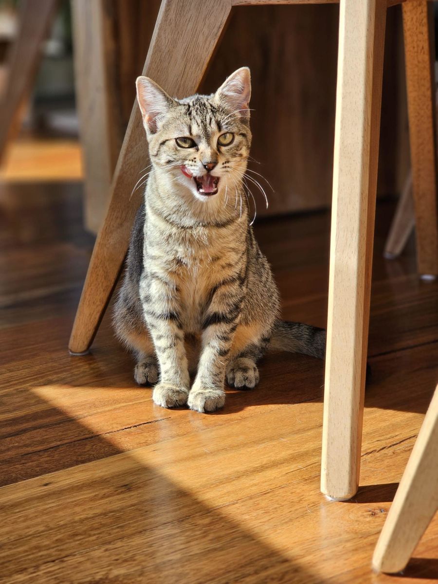 Sky - Female Abyssinian Mix Cat in VIC - PetRescue