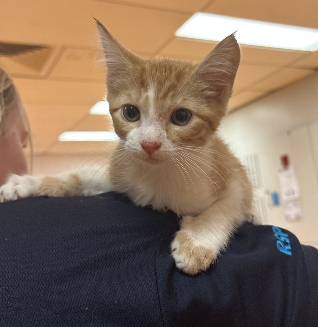 Junie - Male Domestic Short Hair Mix Cat in QLD - PetRescue