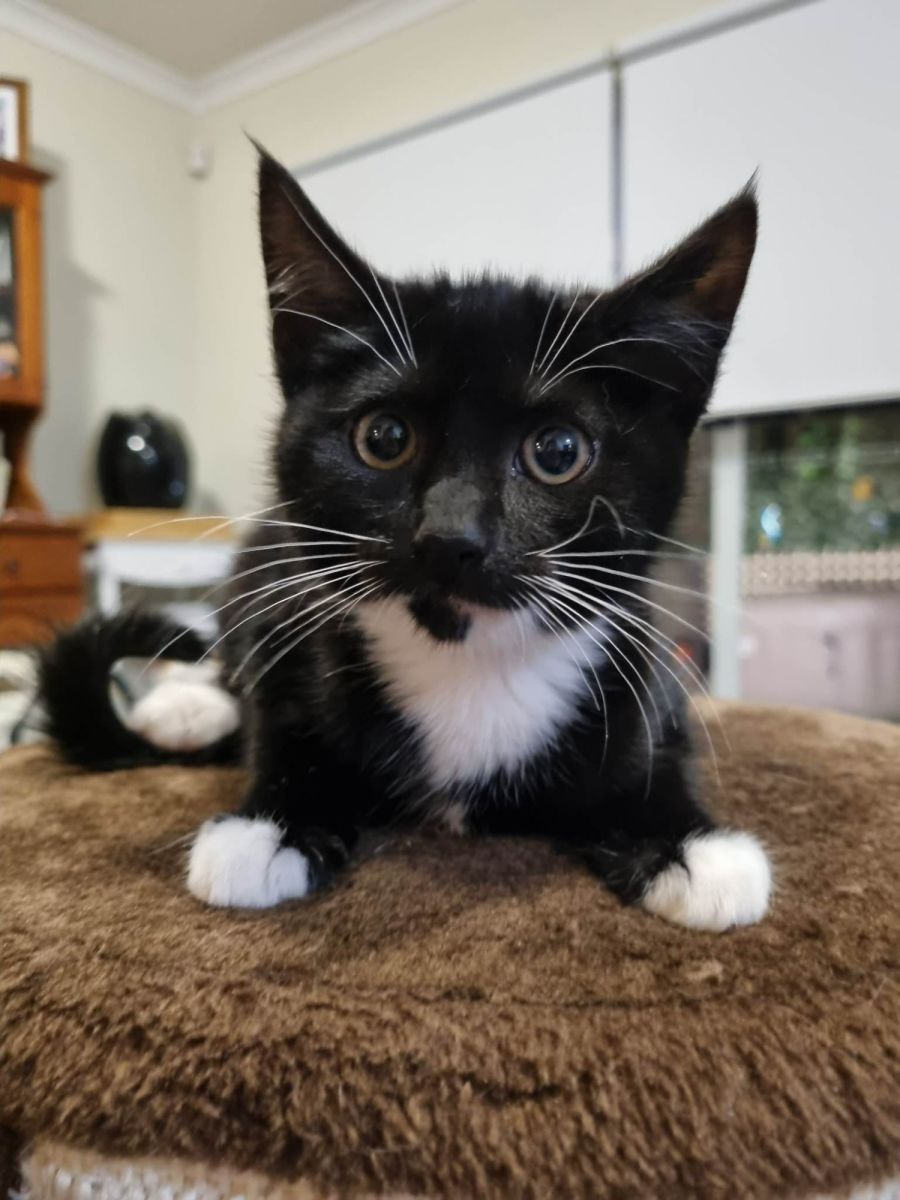 Bixby - Female Domestic Short Hair Cat in VIC - PetRescue