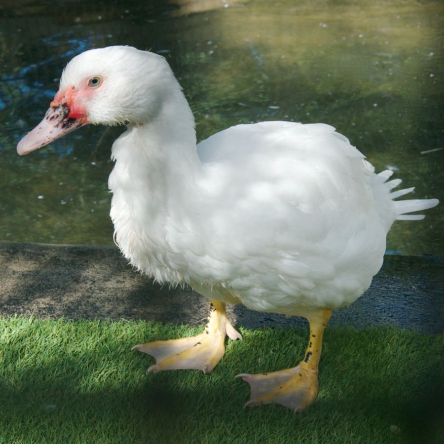 Harriet - Female Duck in NSW - PetRescue