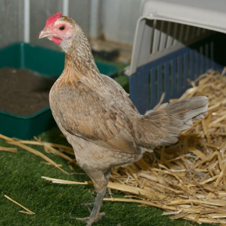 Jennifer - Female Chicken in NSW - PetRescue