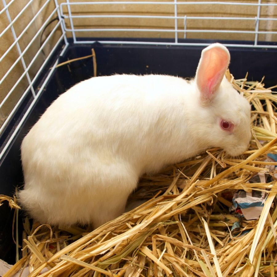 Floppy - Female Rabbit in NSW - PetRescue