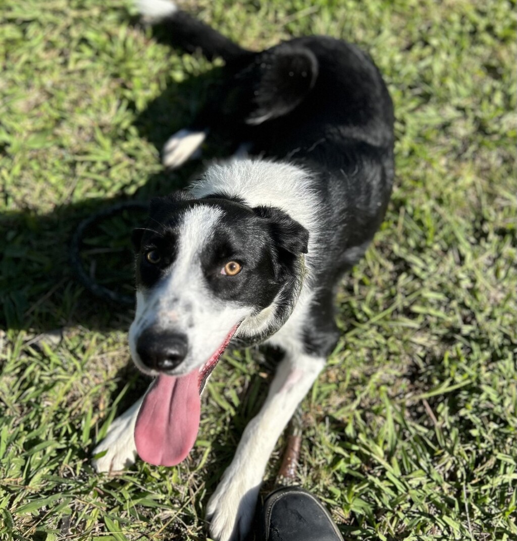 Max - Medium Male Border Collie Dog in VIC - PetRescue