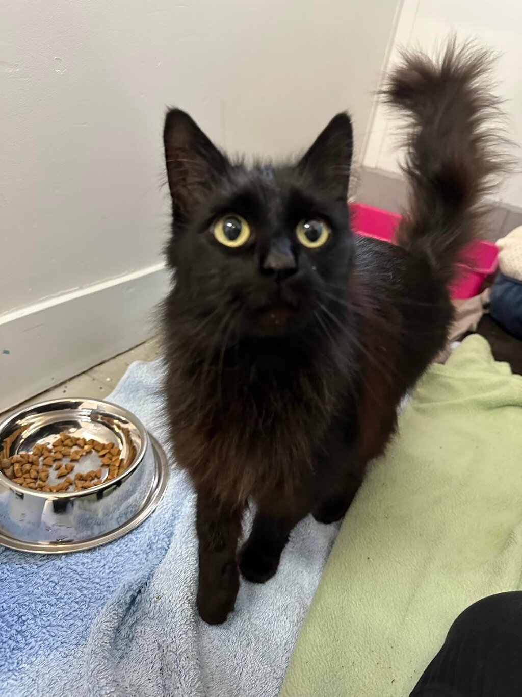 Pushka - Female Domestic Medium Hair Cat in ACT - PetRescue