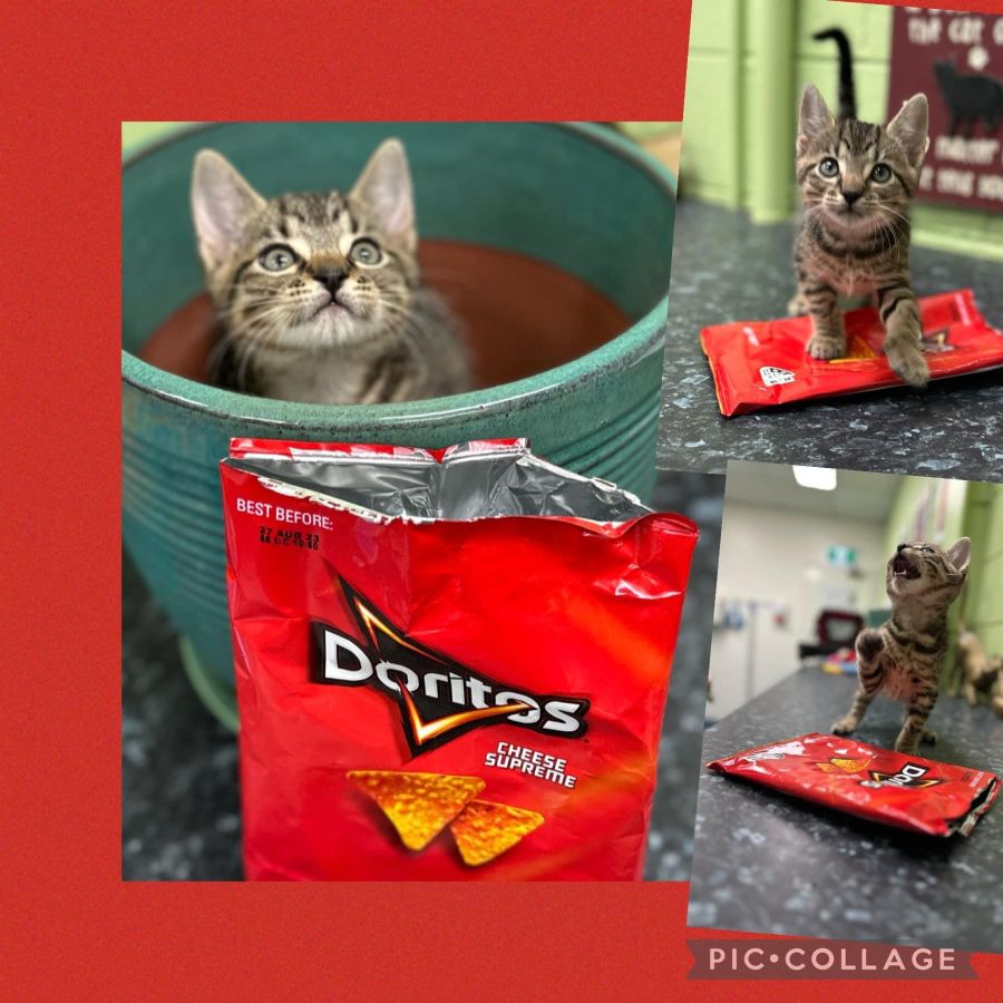 Dorito - Male Domestic Short Hair Cat in NSW - PetRescue