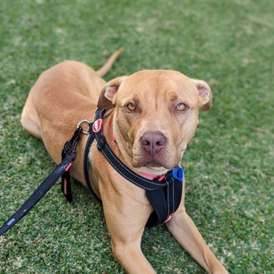 Nanna - Large Female American Staffordshire Bull Terrier Mix Dog in QLD ...