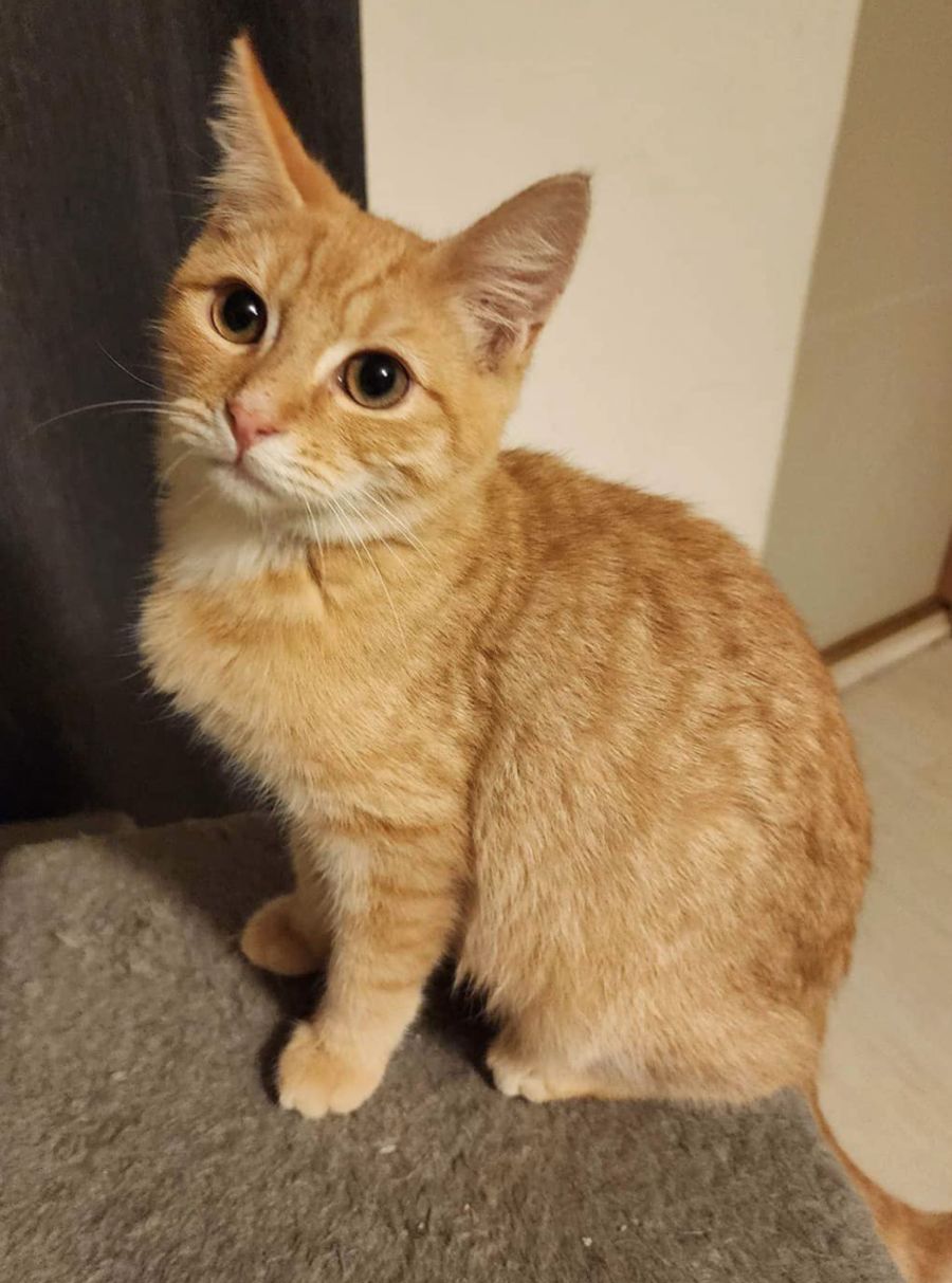 Cheeto - Male Domestic Short Hair Cat in NSW - PetRescue