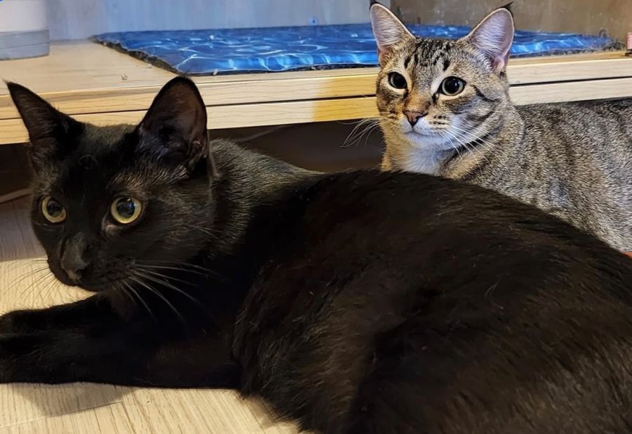 Griffith Cat Haven - PetRescue