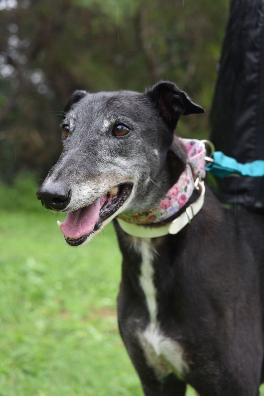 Earl - Large Male Greyhound Dog in NSW - PetRescue
