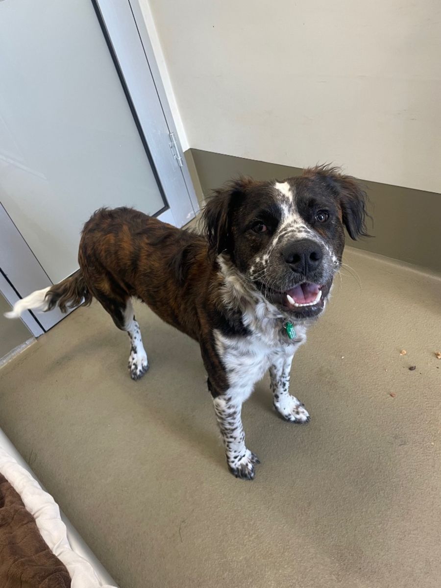 Ziggy - Large Male Staffy x English Springer Spaniel Mix Dog in VIC ...