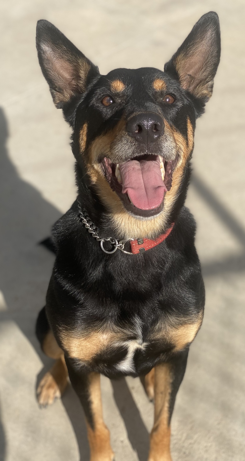 Archie - Medium Male Kelpie Mix Dog in VIC - PetRescue