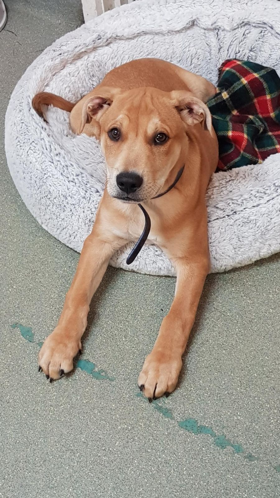 Charlie - Large Male Labrador Mix Dog in VIC - PetRescue