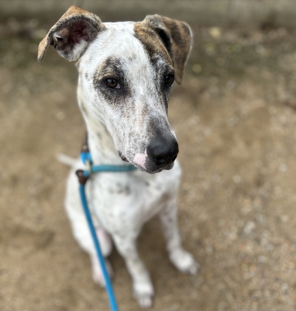 Buster - Medium Male Bull Arab Mix Dog in VIC - PetRescue