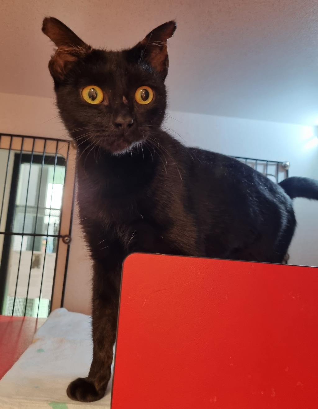 Inky - Female Domestic Short Hair Mix Cat in QLD - PetRescue