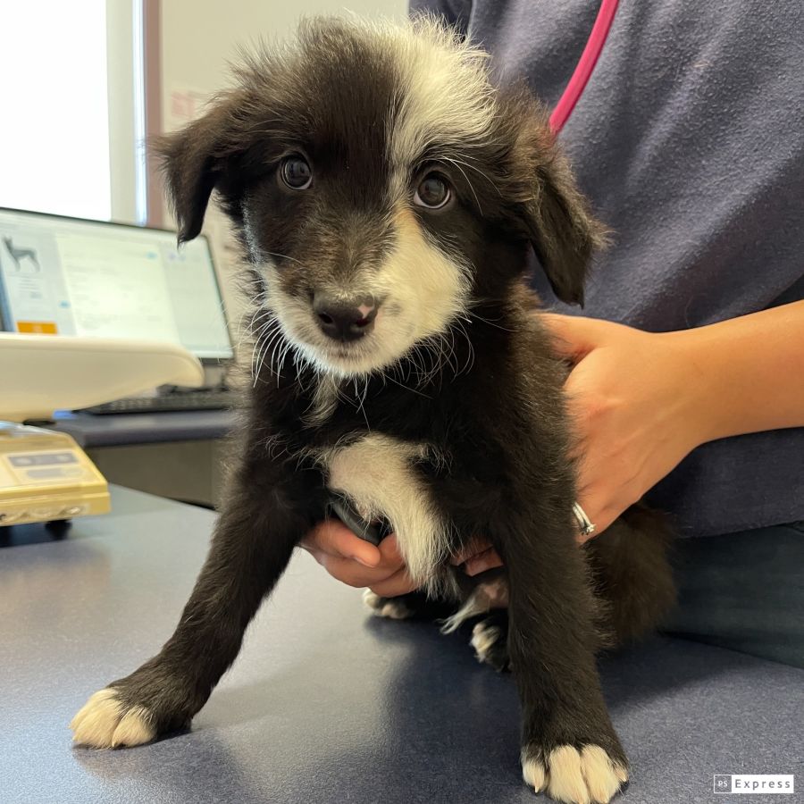 Barry - Medium Male Collie x Kelpie Mix Dog in QLD - PetRescue