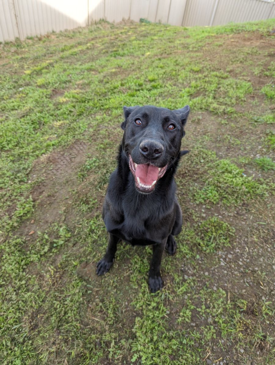 Kira - Large Male Labrador x German Shepherd Dog in VIC - PetRescue