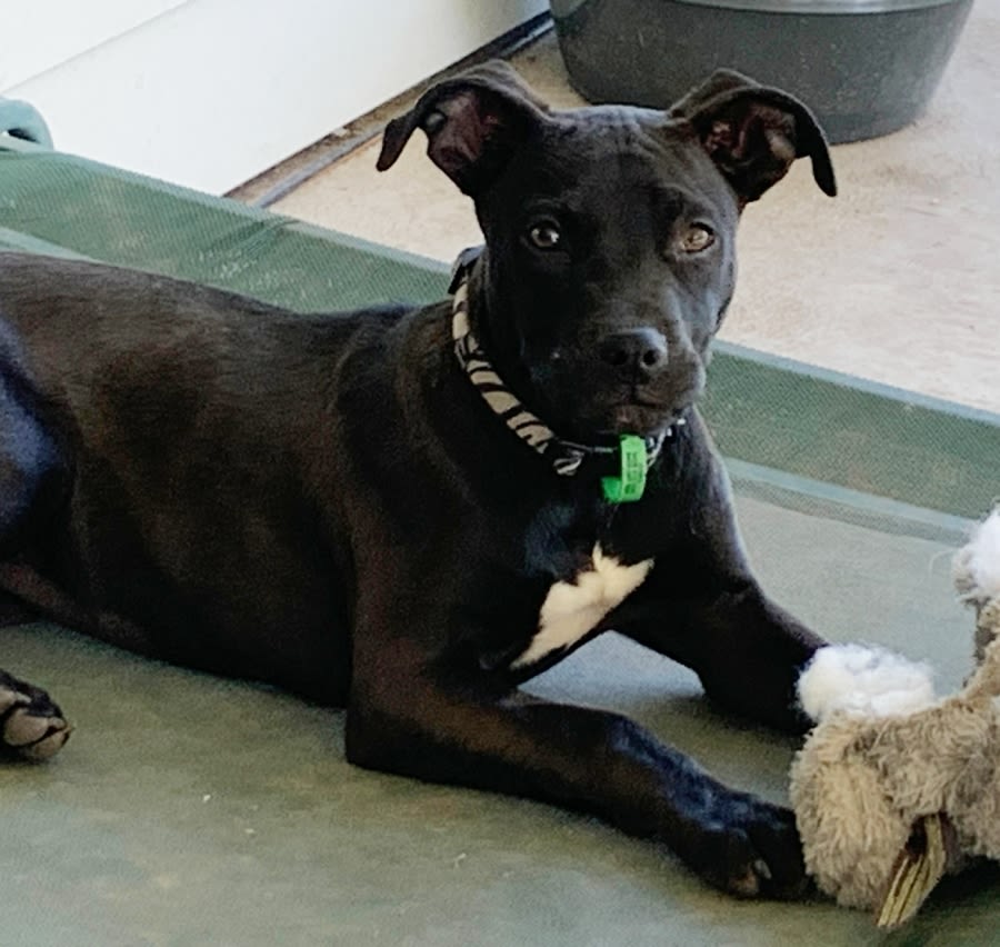 Jackie - Medium Female Staffordshire Bull Terrier Mix Dog in NSW - PetRescue