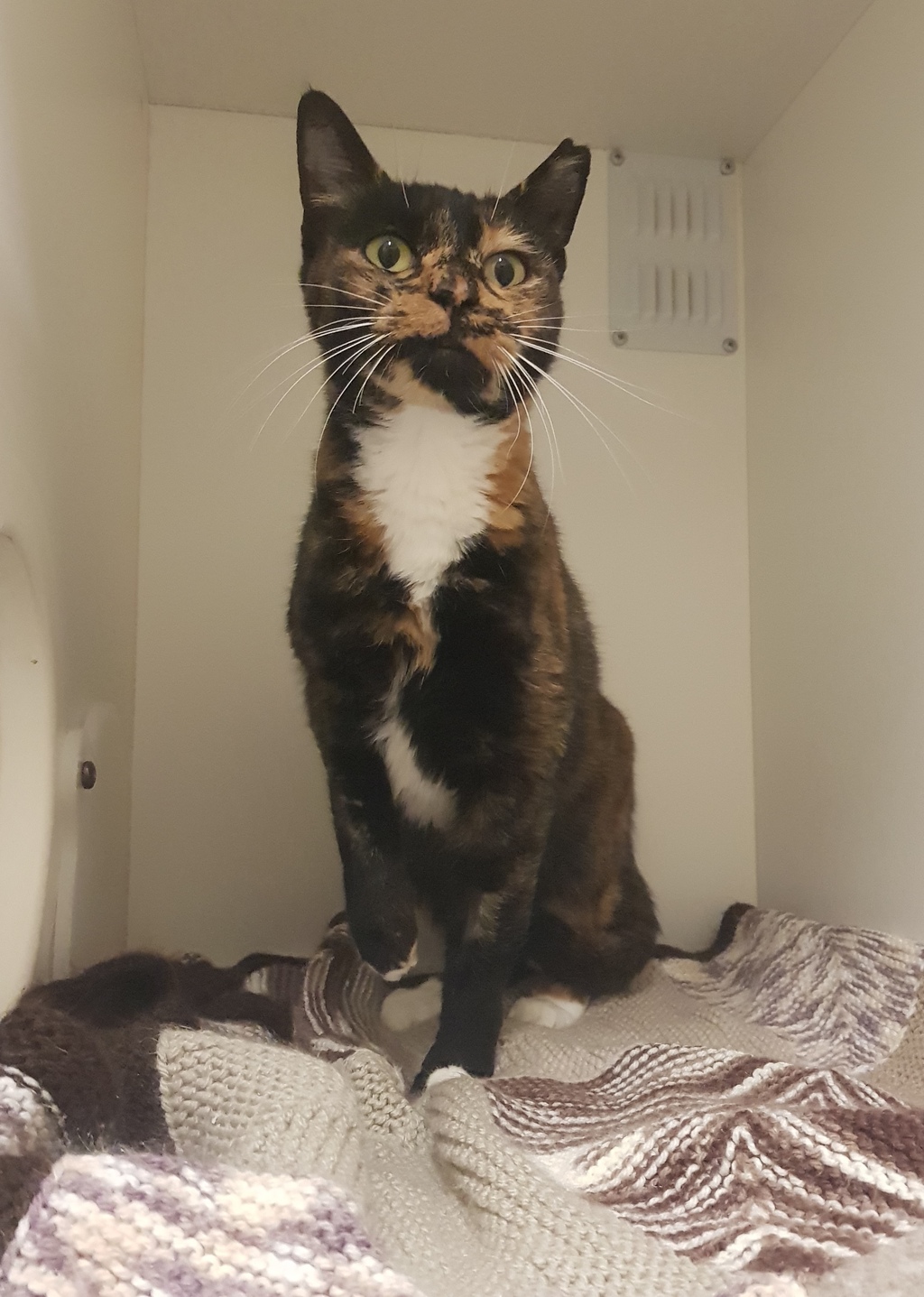 Jaffa - Female Dsh Mix Cat in WA - PetRescue