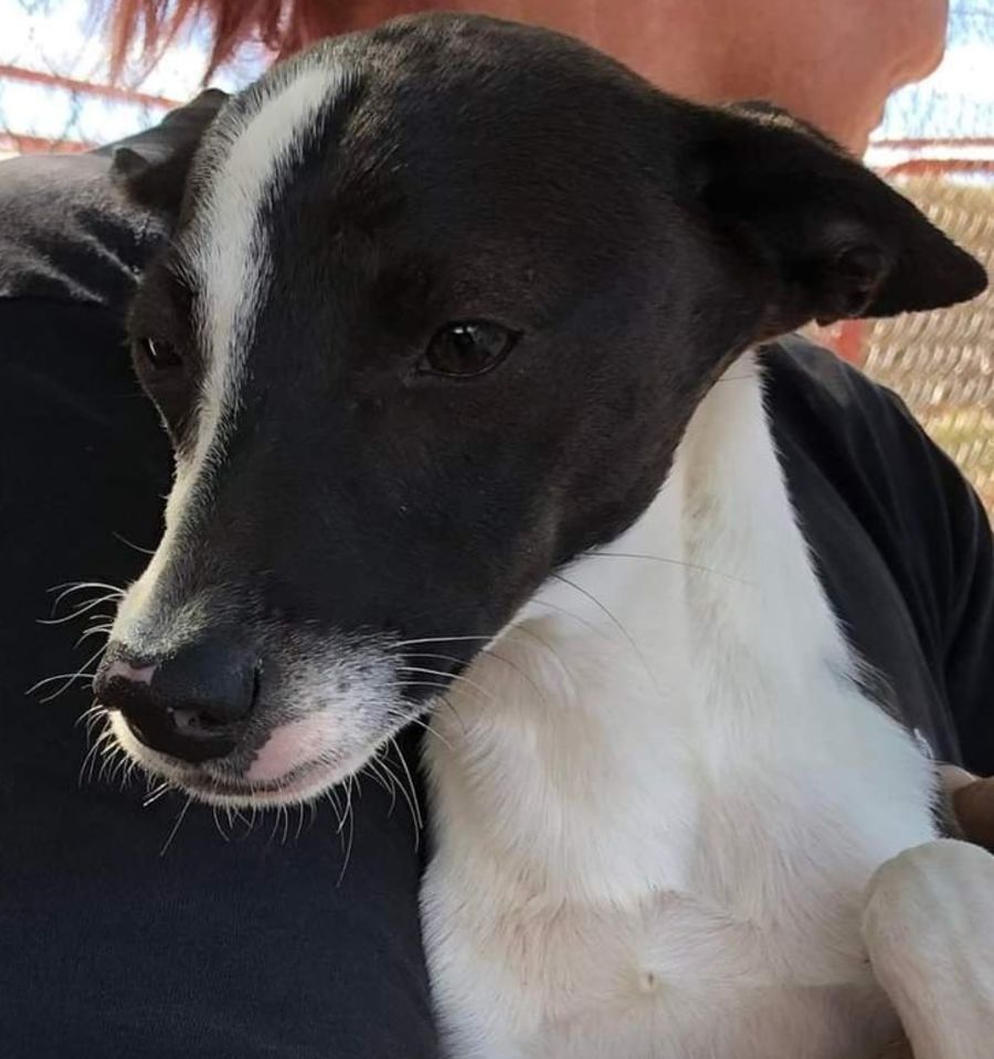 Maggie - Medium Female Whippet Mix Dog in NSW - PetRescue