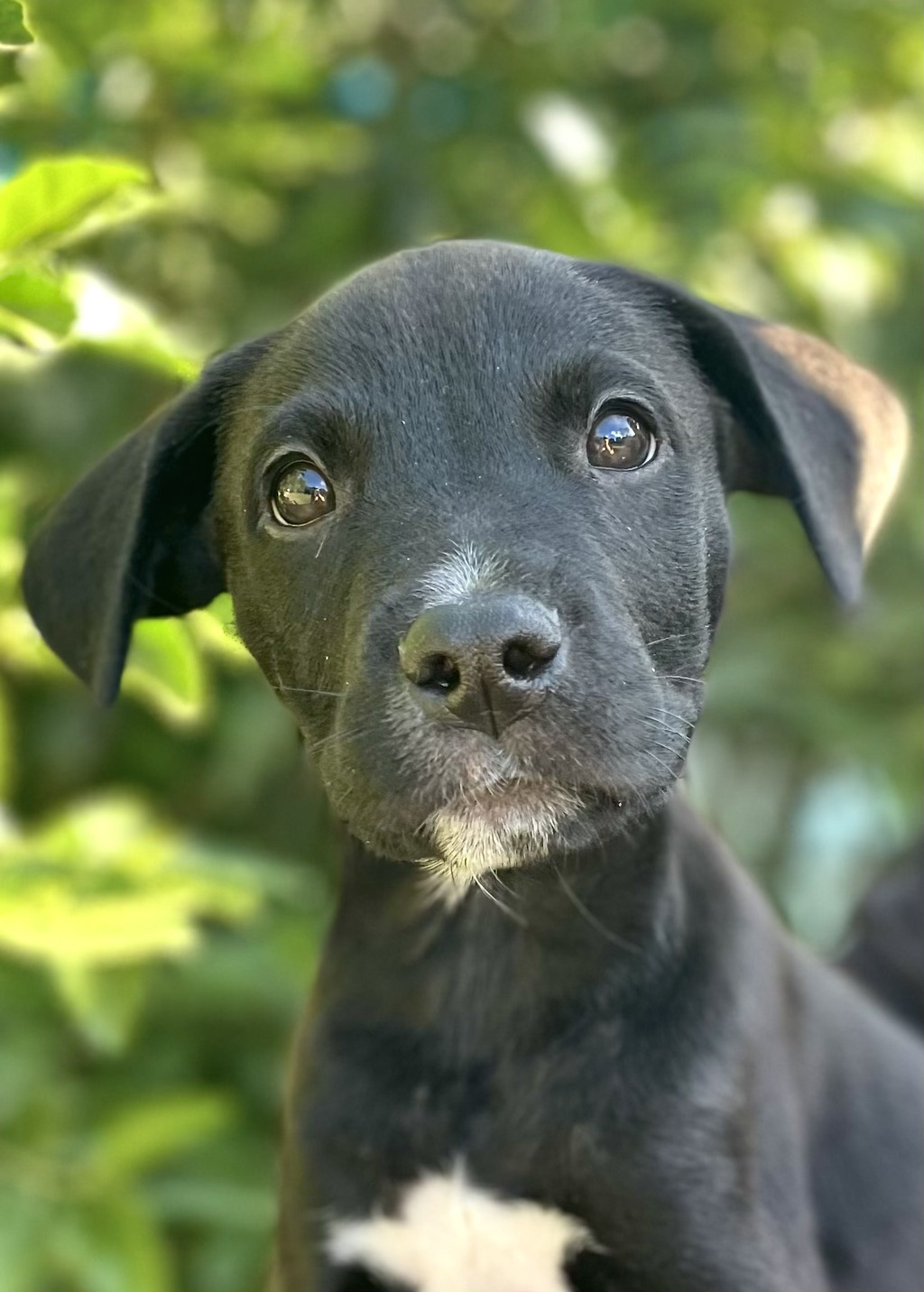 Timmy - Medium Male Labrador Retriever x English Staffordshire Bull ...