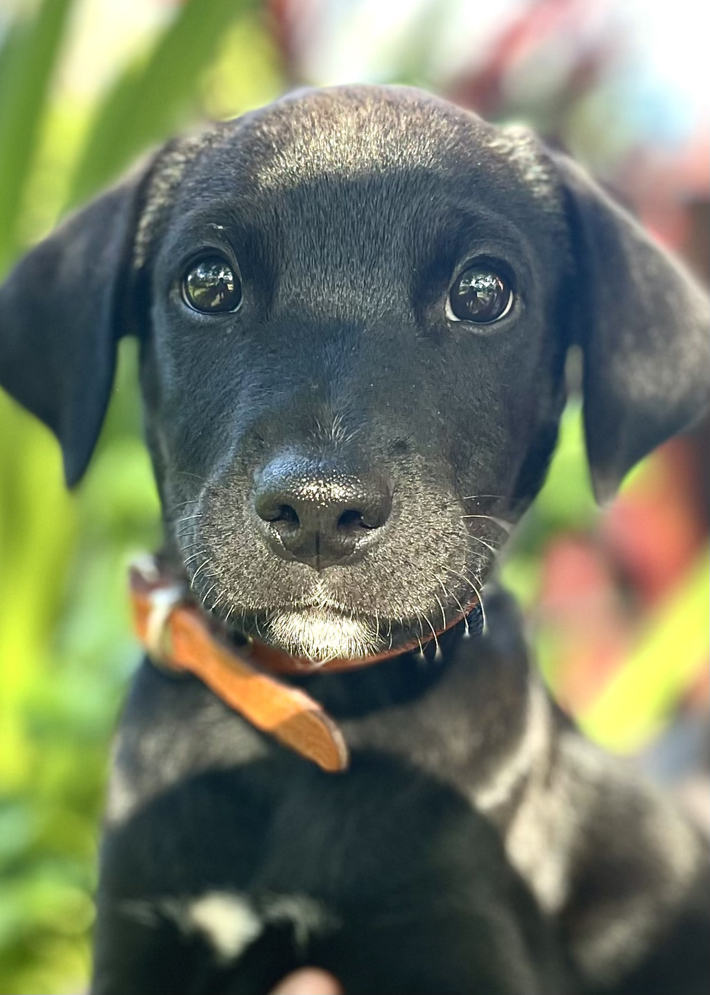 Fergus - Medium Male Labrador Retriever x English Staffordshire Bull ...