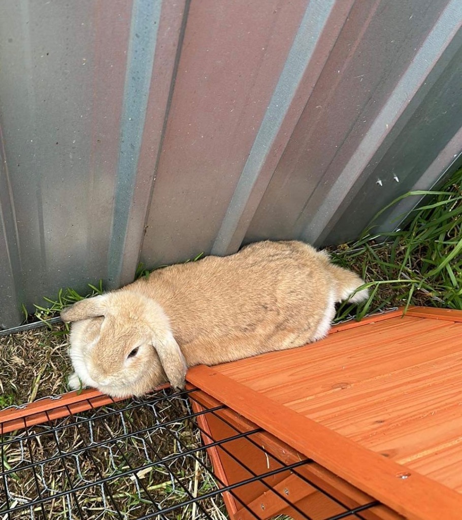 Ginger - Female Lop Eared Rabbit in WA - PetRescue