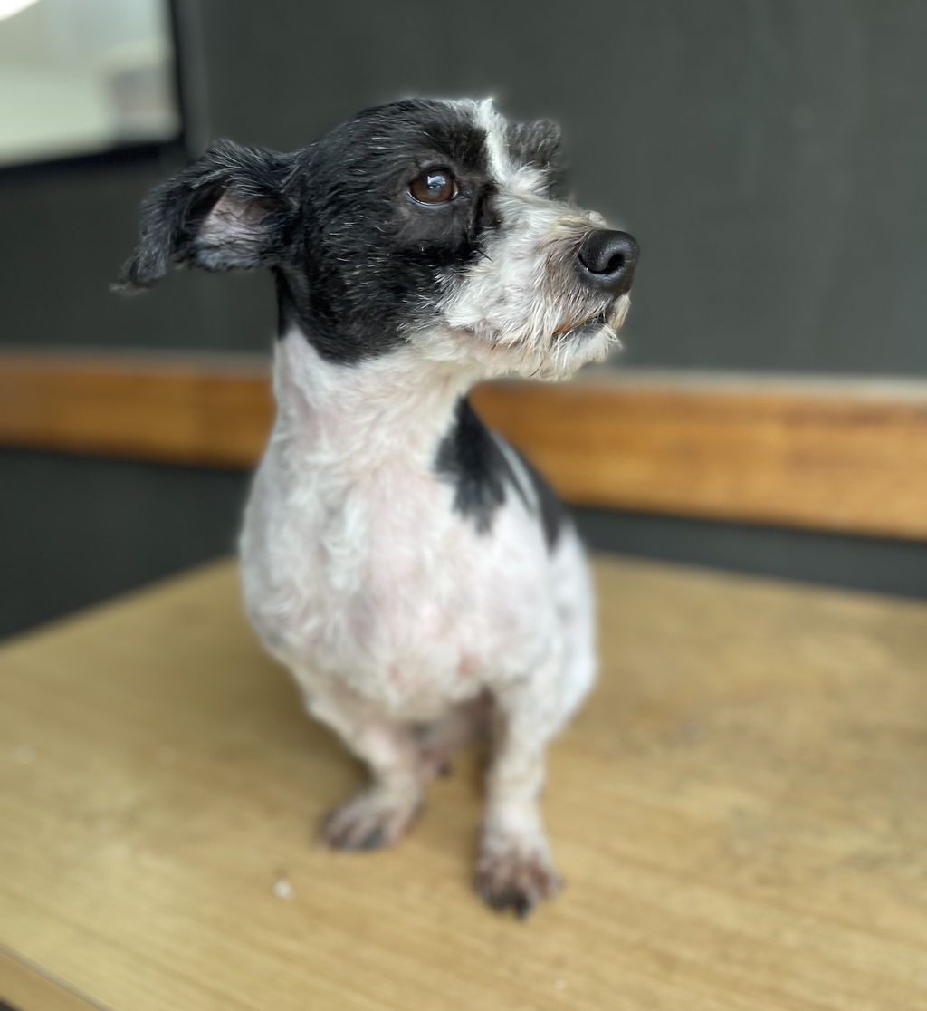 Oreo - Small Male Chihuahua x Australian Terrier Mix Dog in VIC - PetRescue
