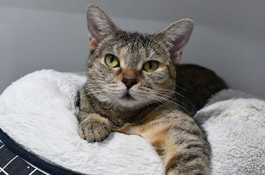 Raven 10551 - Female Domestic Short Hair Cat in NSW - PetRescue