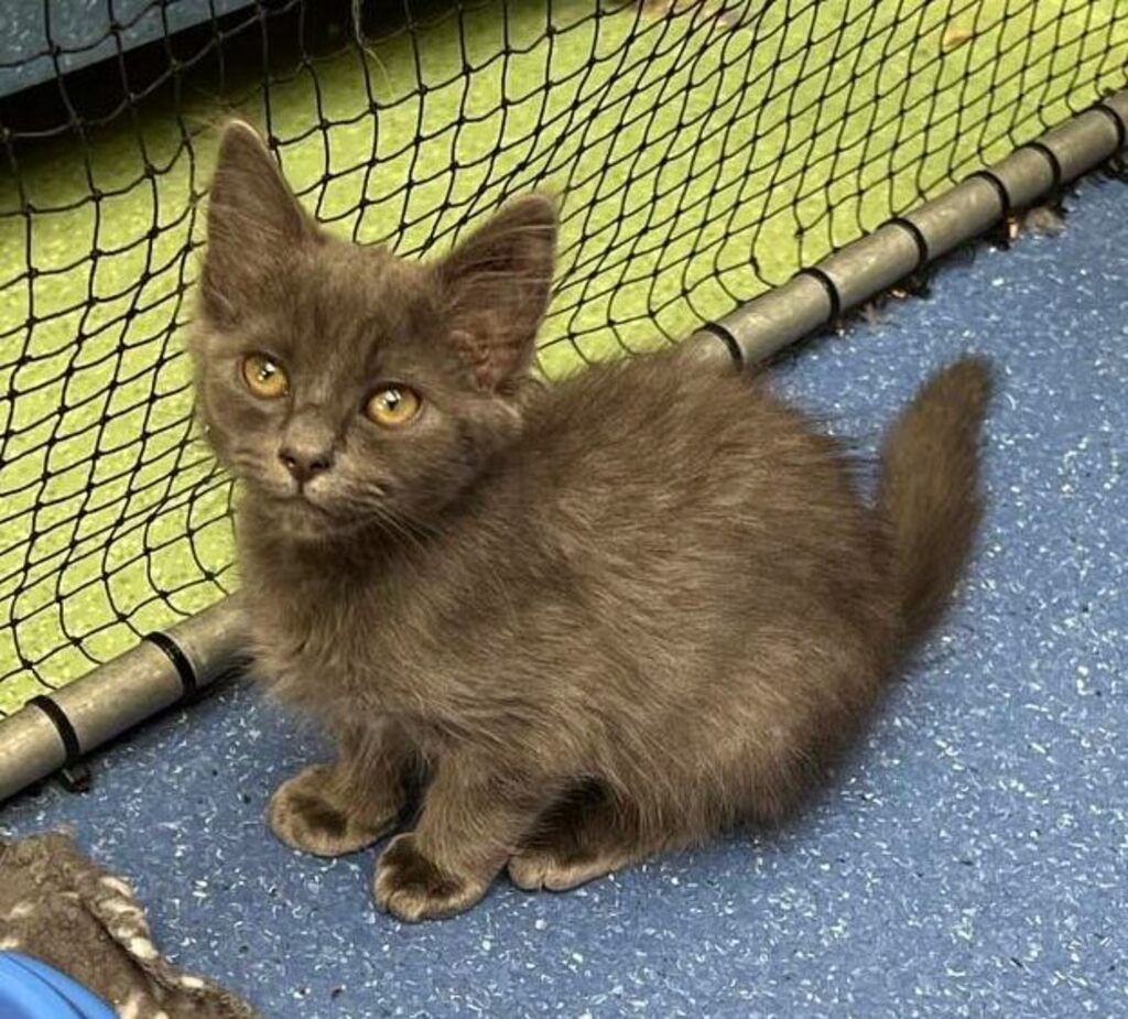 Coco - Male Domestic Short Hair Mix Cat in QLD - PetRescue