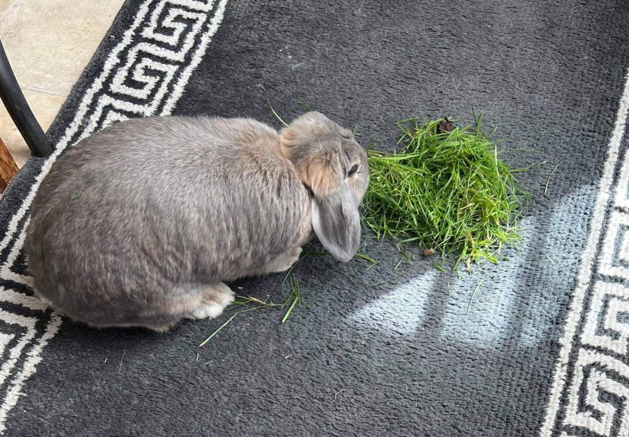 Thumper - Female Dwarf lop Rabbit in NSW - PetRescue