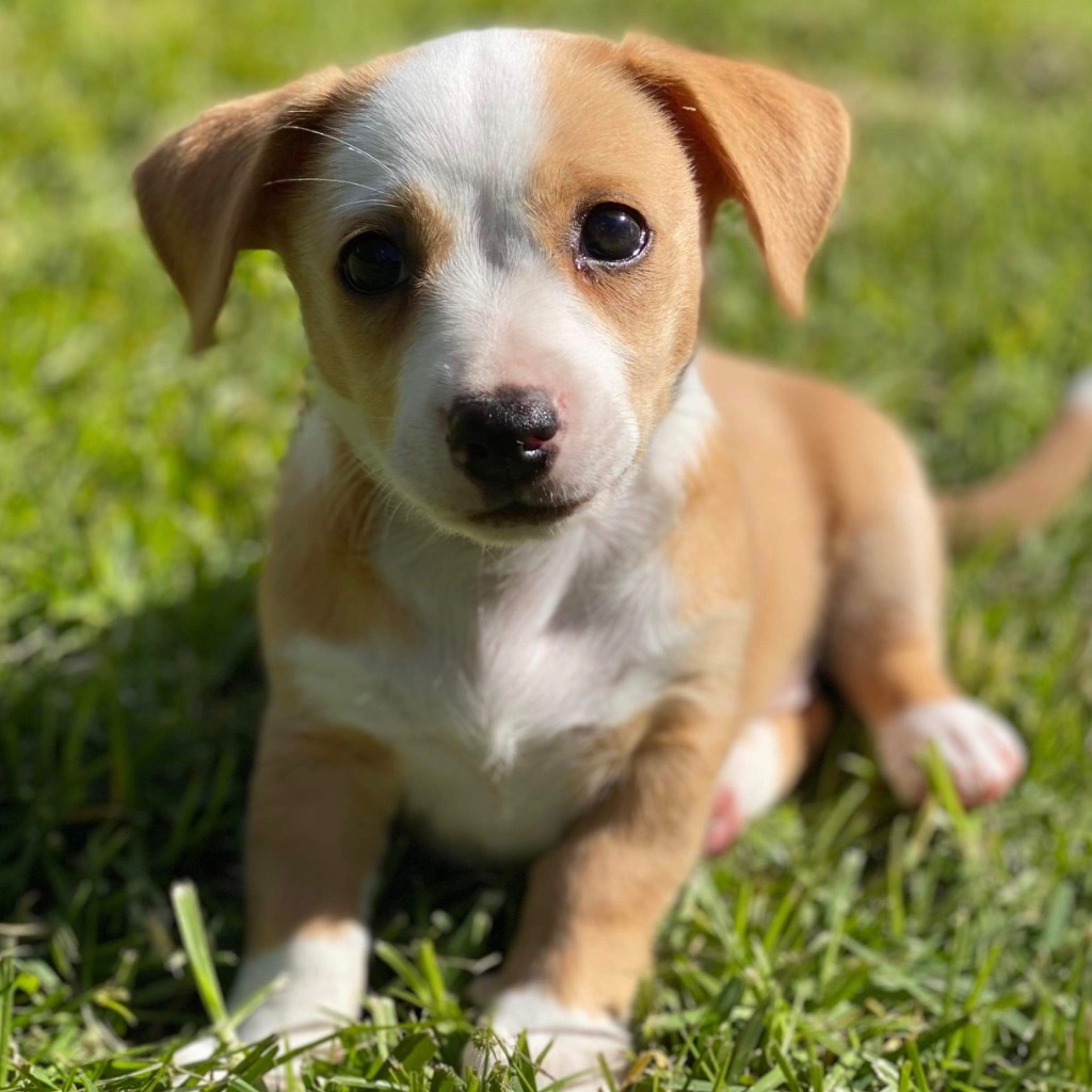 Jersey - Small Female Terrier x Mixed Breed Mix Dog in WA - PetRescue