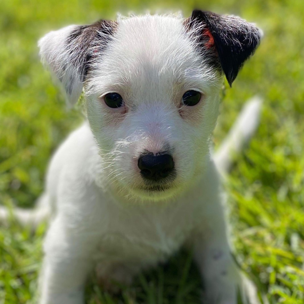 Oreo - Small Female Terrier x Mixed Breed Mix Dog in WA - PetRescue