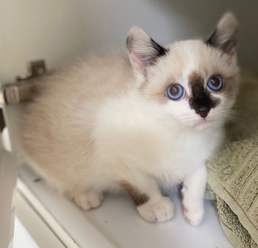 Wendy - Female Ragdoll Mix Cat in NSW - PetRescue