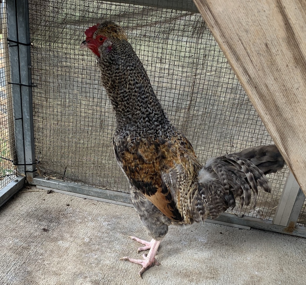 Terry - Male Rooster Australian Game Fowl Mix Fowl in QLD - PetRescue