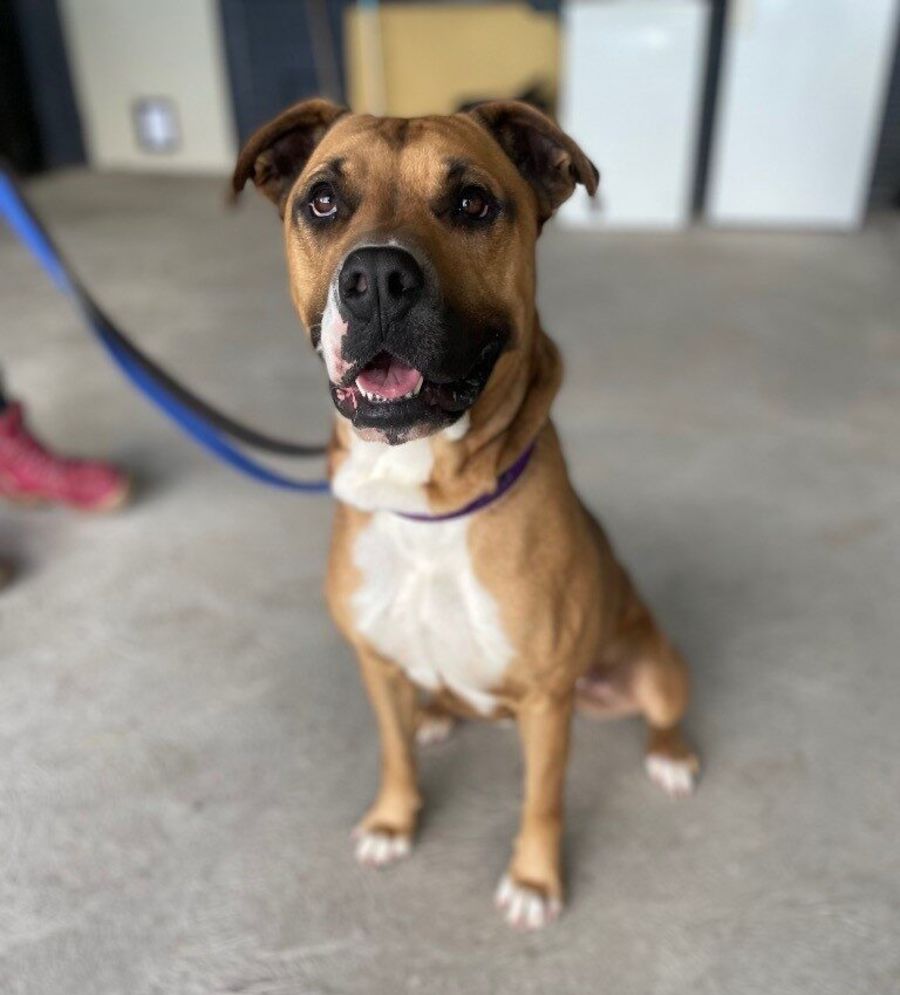 Lolly - Large Female Rhodesian Ridgeback x Staffordshire Bull Terrier ...