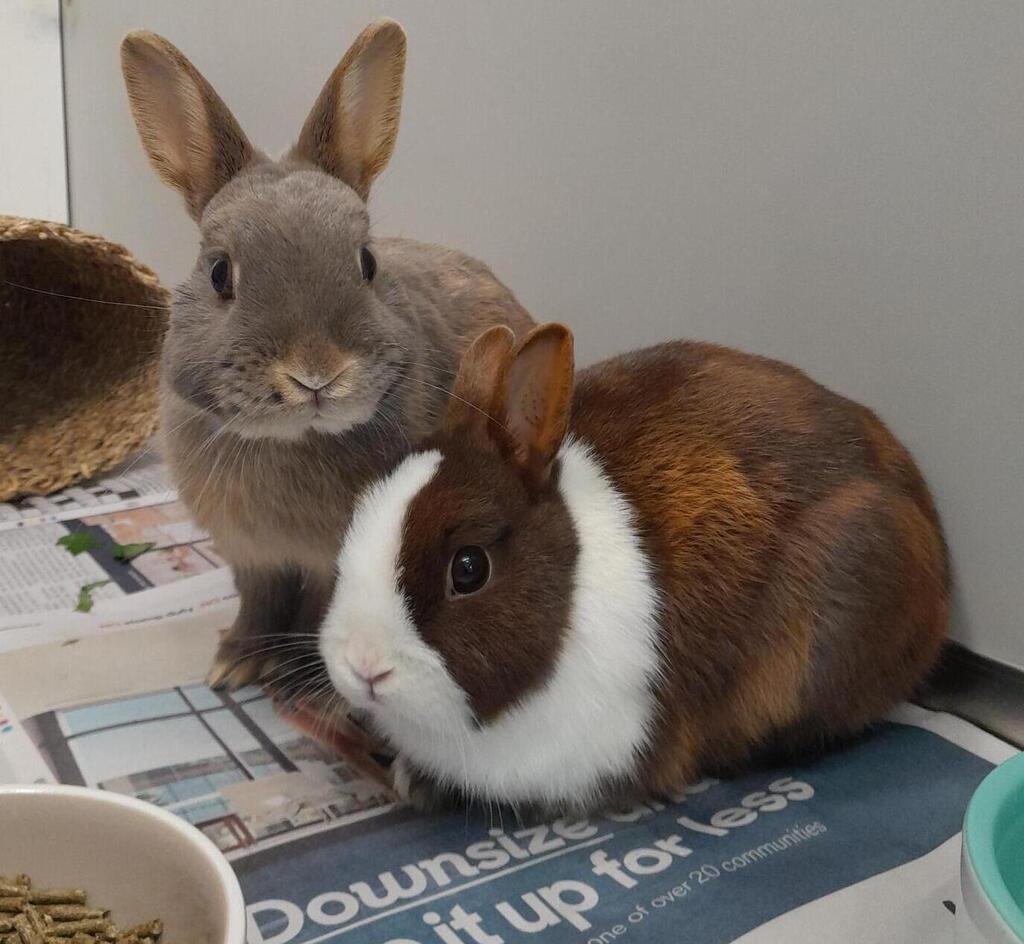 Luigi - Male Netherland Dwarf Mix Rabbit in VIC - PetRescue