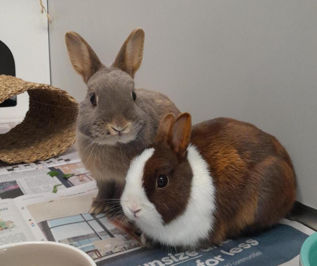 Mario - Male Netherland Dwarf Mix Rabbit in VIC - PetRescue