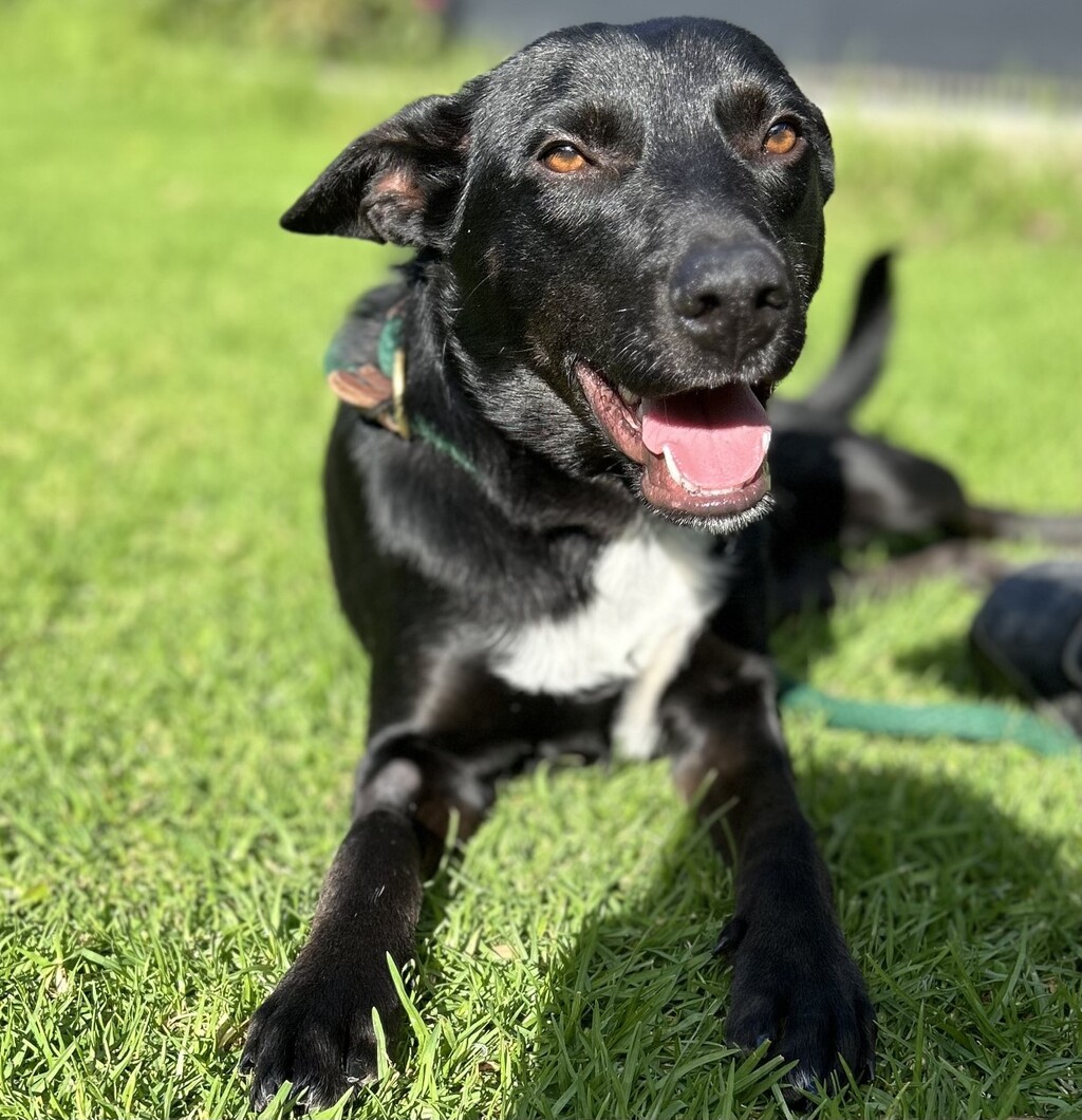 Boss - Medium Male Kelpie Mix Dog in VIC - PetRescue