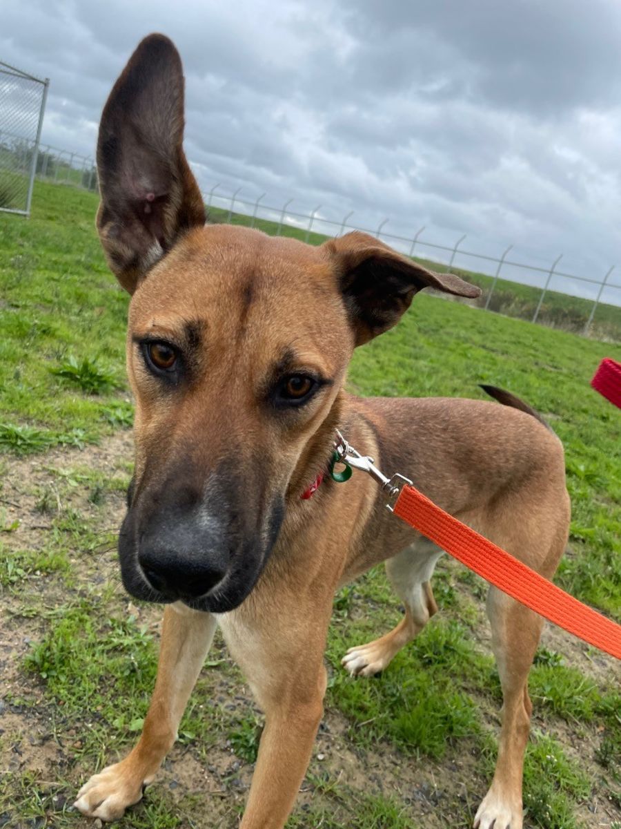 Crusoe - Medium Male Kelpie x Rhodesian Ridgeback x Bull Arab Dog in ...