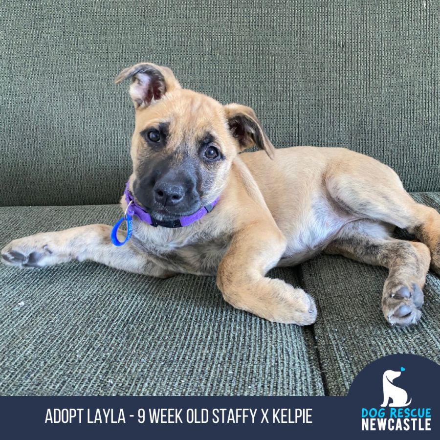 Layla - 9 Week Old Staffy X Kelpie (Trial) - Medium Female Staffy x ...
