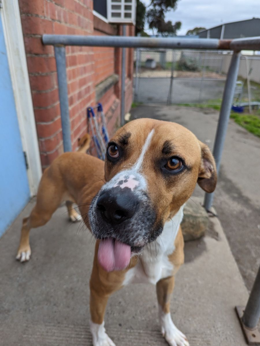 Rippley - Large Male Ridgeback x Staffy Mix Dog in VIC - PetRescue