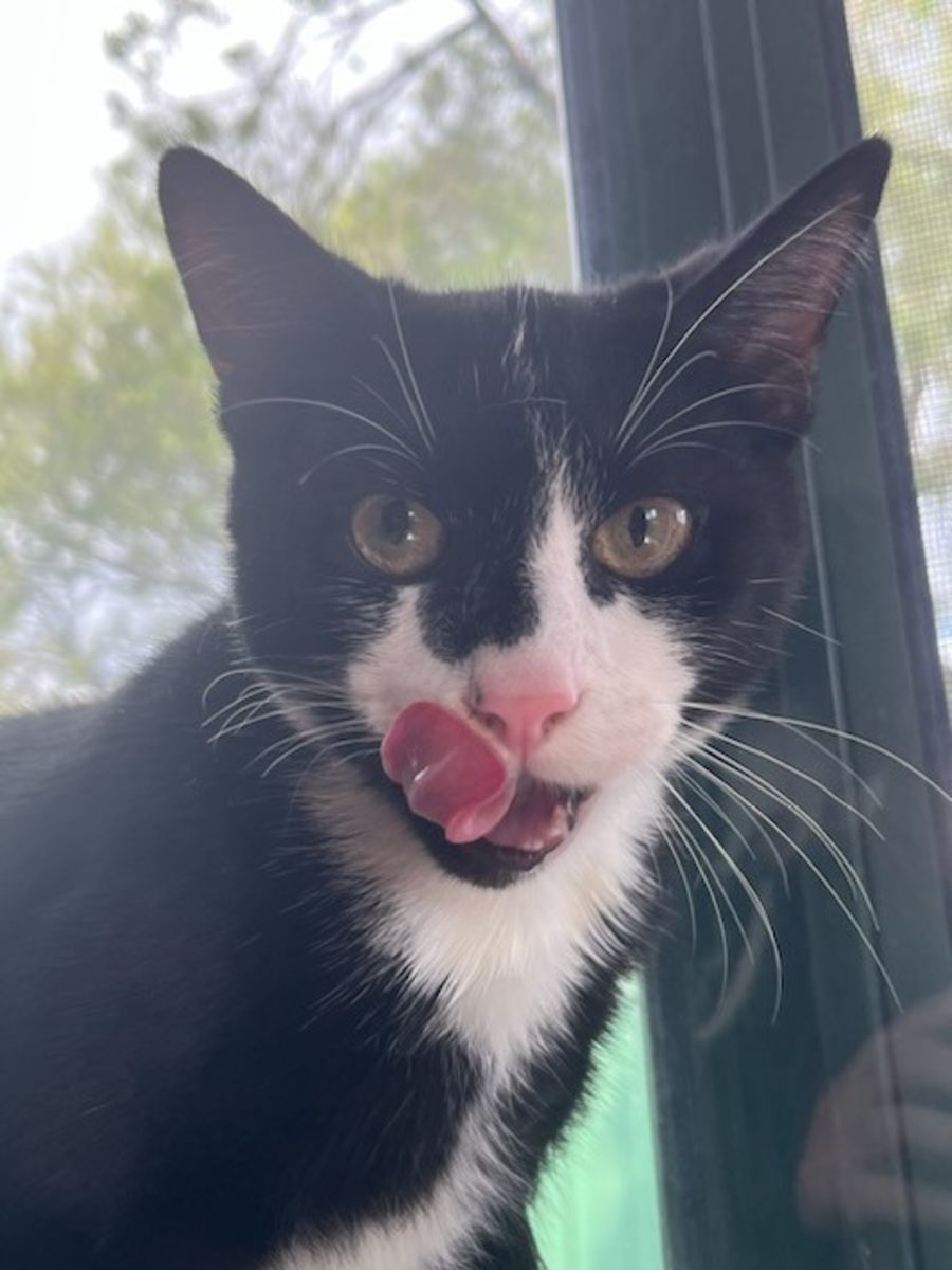 Eshay - Male Domestic Short Hair Cat in NSW - PetRescue