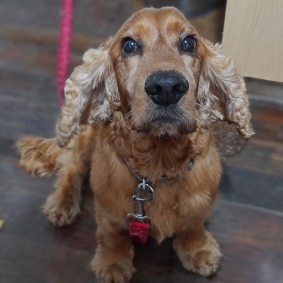 Toby - Small Male Cocker Spaniel Dog in QLD - PetRescue