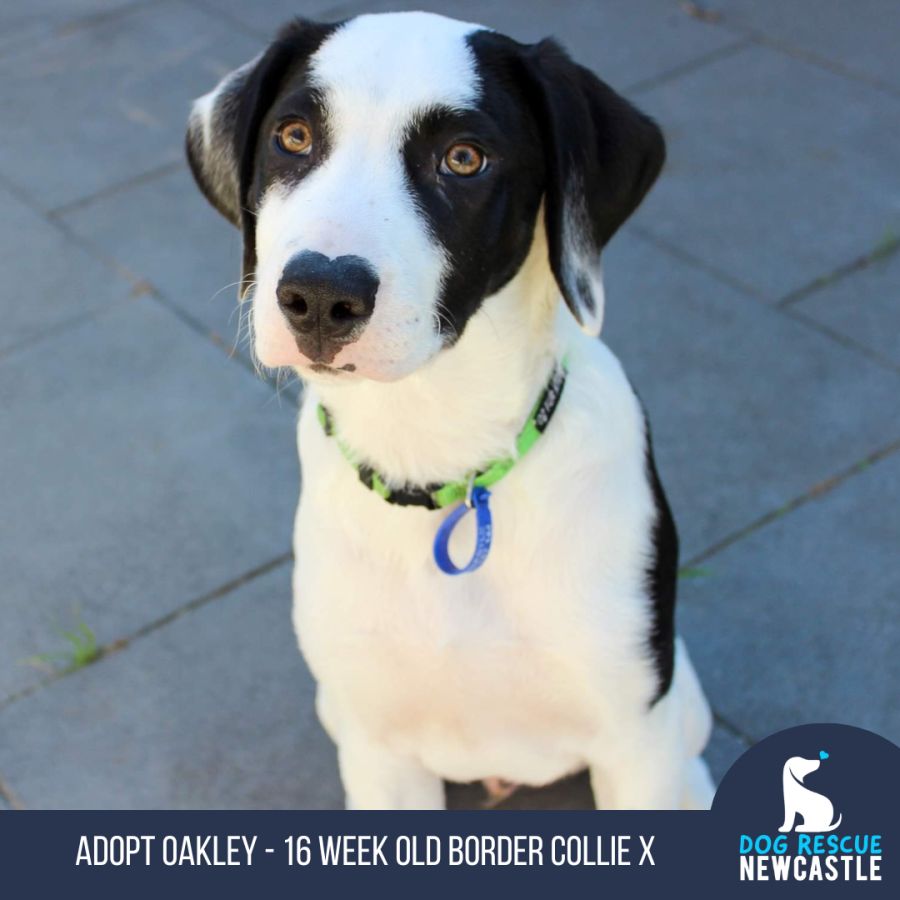 Oakley -16 Wk Border Collie x (Trial) - Medium Male Border Collie x Kelpie x Catahoula Mix Dog ...