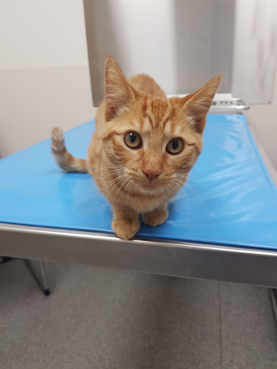 Clementine - Female Domestic Short Hair Cat in VIC - PetRescue