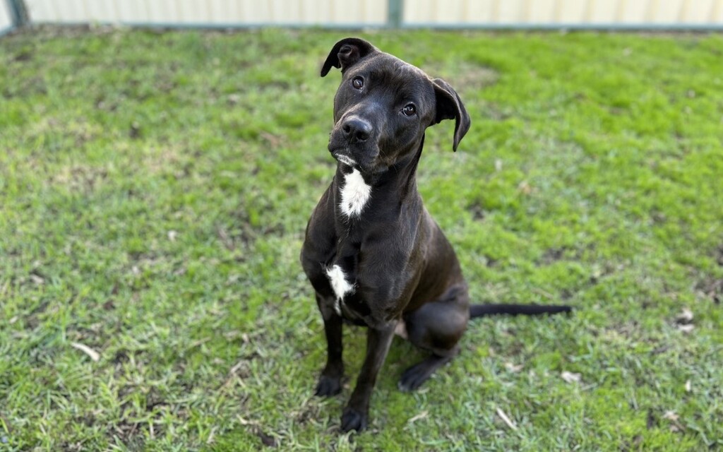 Diva - Large Female American Staffy Mix Dog in VIC - PetRescue