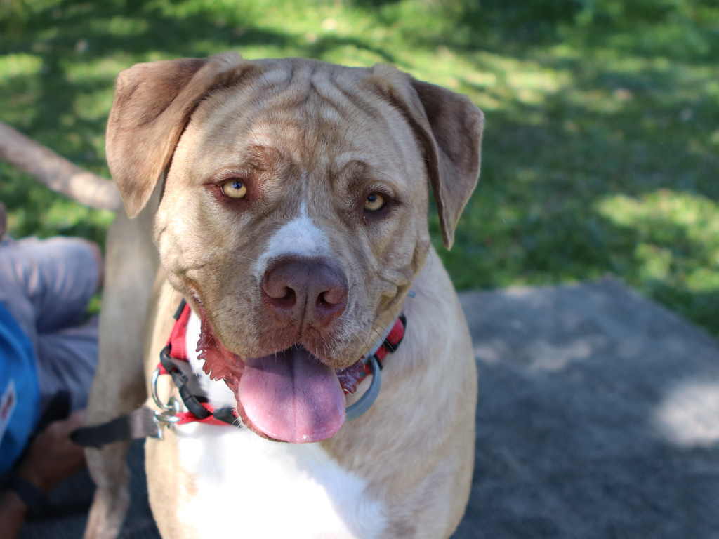 Hamish - Large Male Dogue De Bordeaux x Labrador Retriever Mix Dog in ...
